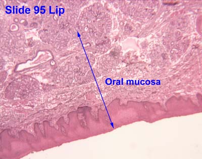 Lamina Propria Oral Mucosa